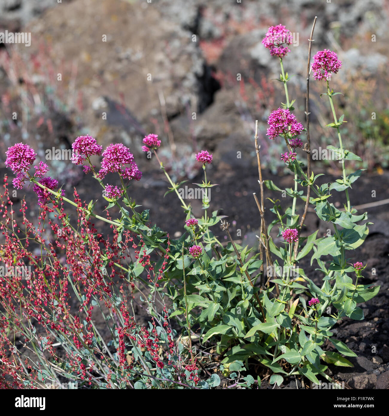 Centranthus ruber hi-res stock photography and images - Alamy