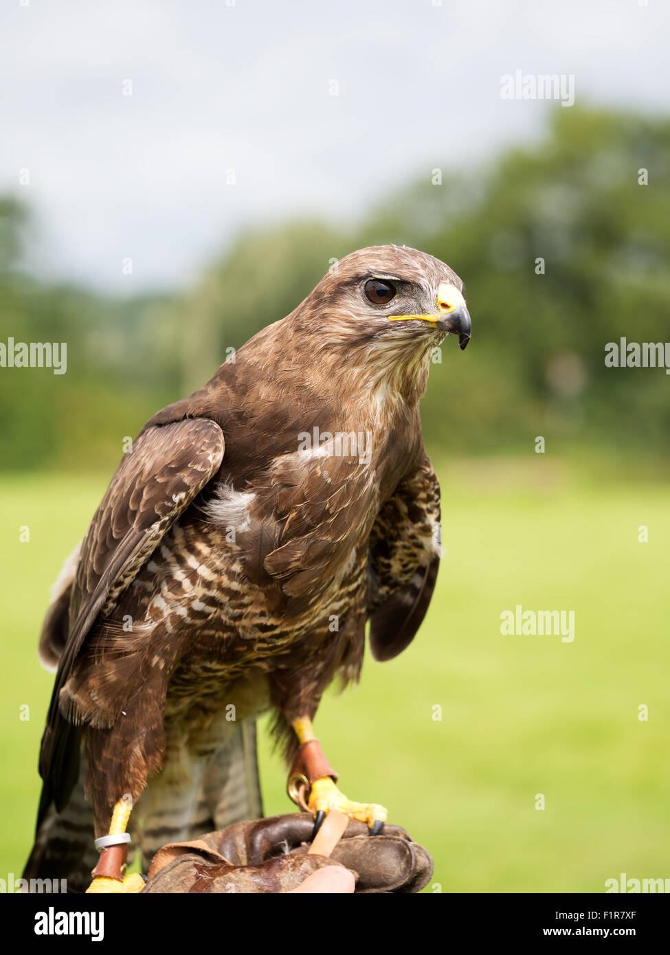 Buzzard on hand outdoors Stock Photo - Alamy
