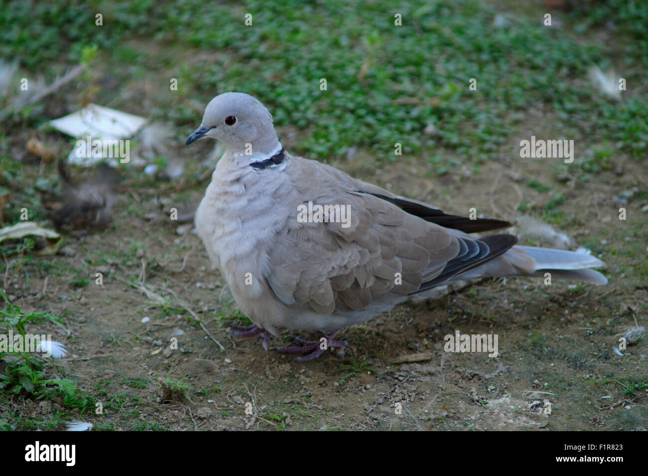 collared dove closeup on a lake Stock Photo - Alamy
