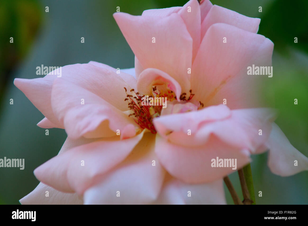 Closeup of flower, flower in a garden, flower with sky background ...
