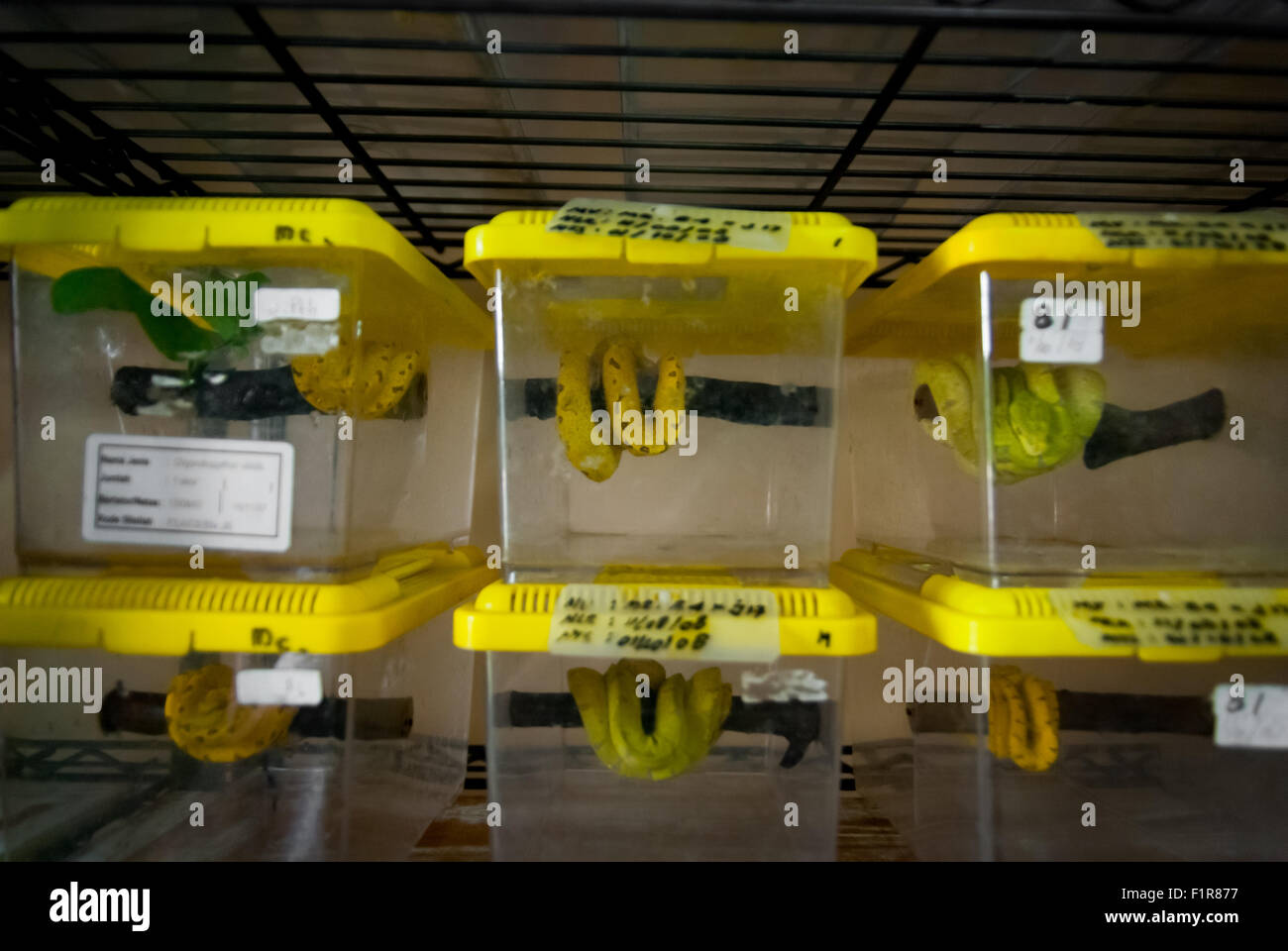 Snakes market hi-res stock photography and images - Alamy