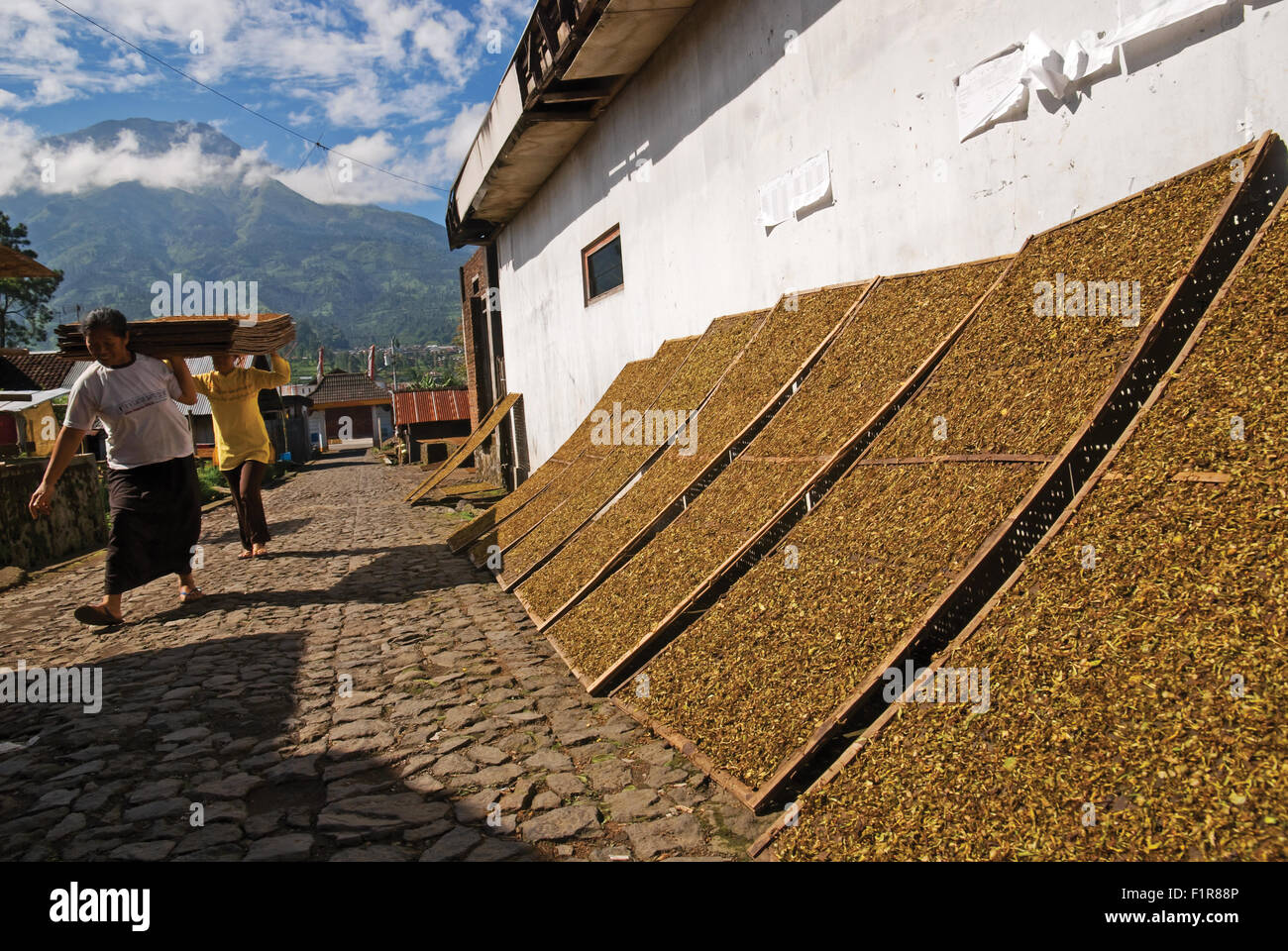 Tobacco Curing High Resolution Stock Photography and Images - Alamy