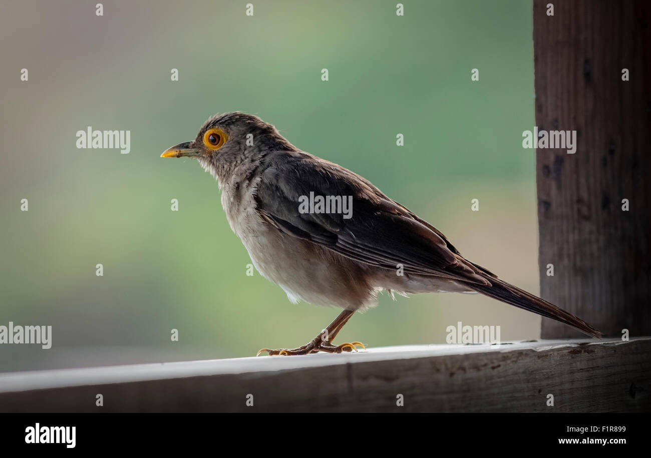 Bare-eyed Thrush or Yellow-eyed Thrush (Turdus nudigenis) photographed ...