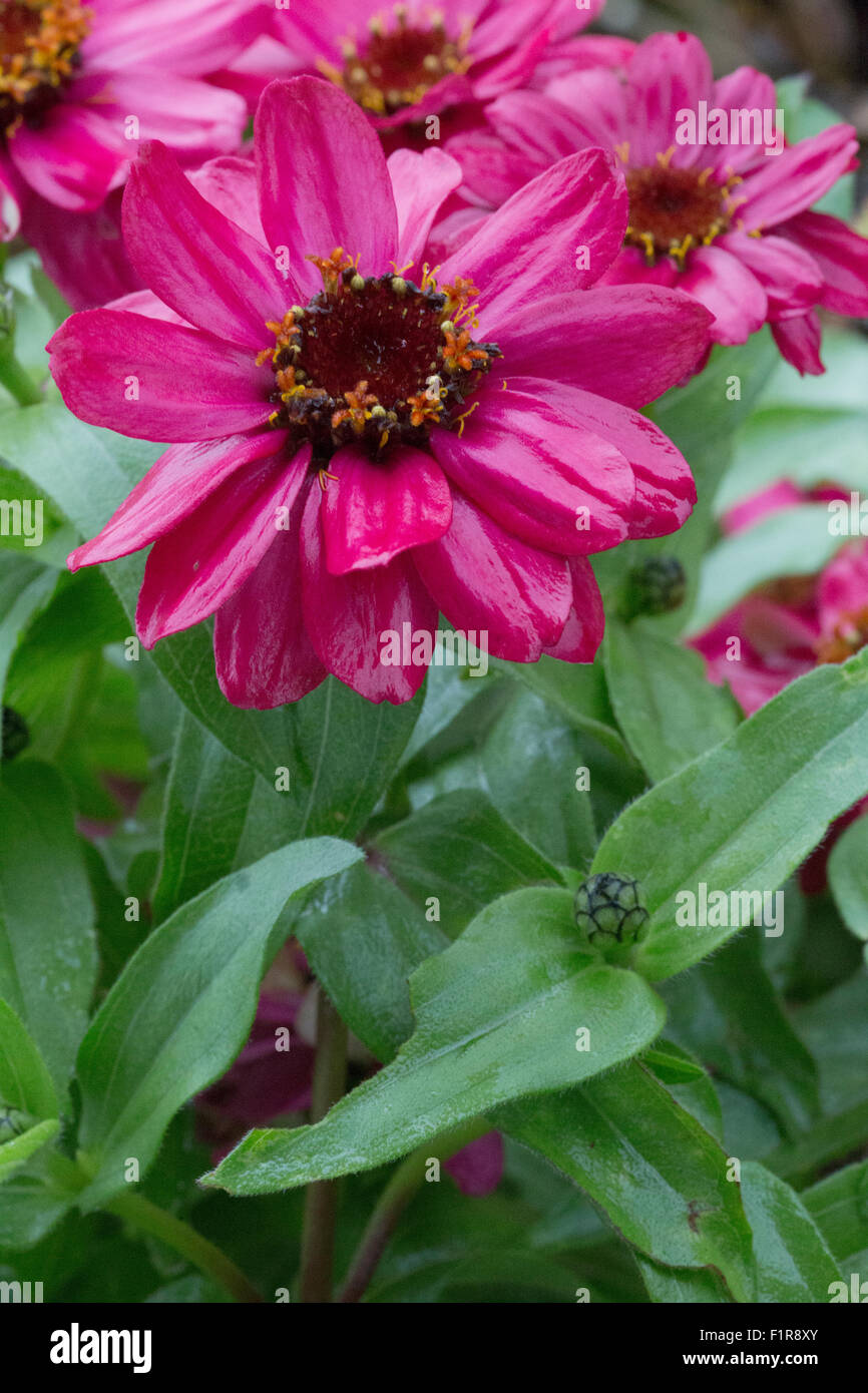 Zahara flower hi-res stock photography and images - Alamy