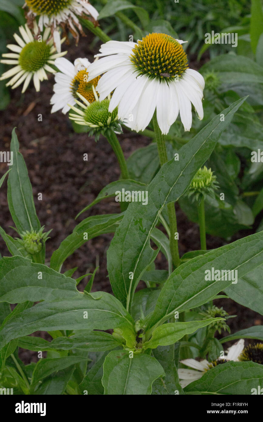 Alaska white flower hi-res stock photography and images - Alamy