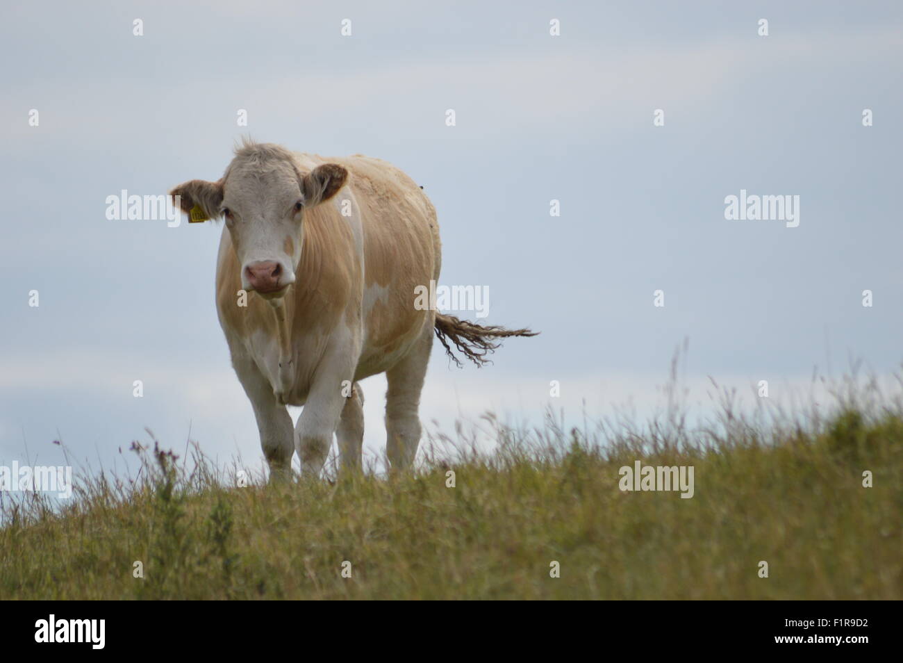 Cow on a hill hi-res stock photography and images - Alamy