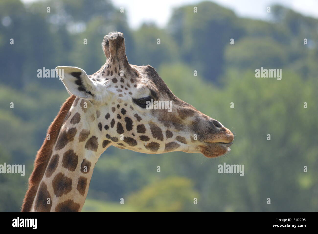 Giraffe head shot Stock Photo - Alamy