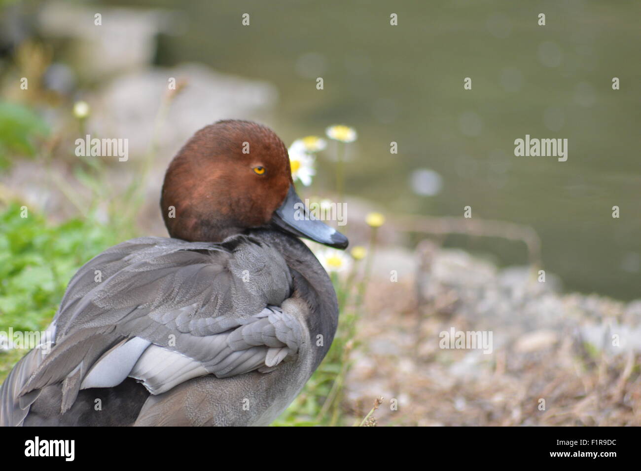 Duck with a smile Stock Photo - Alamy