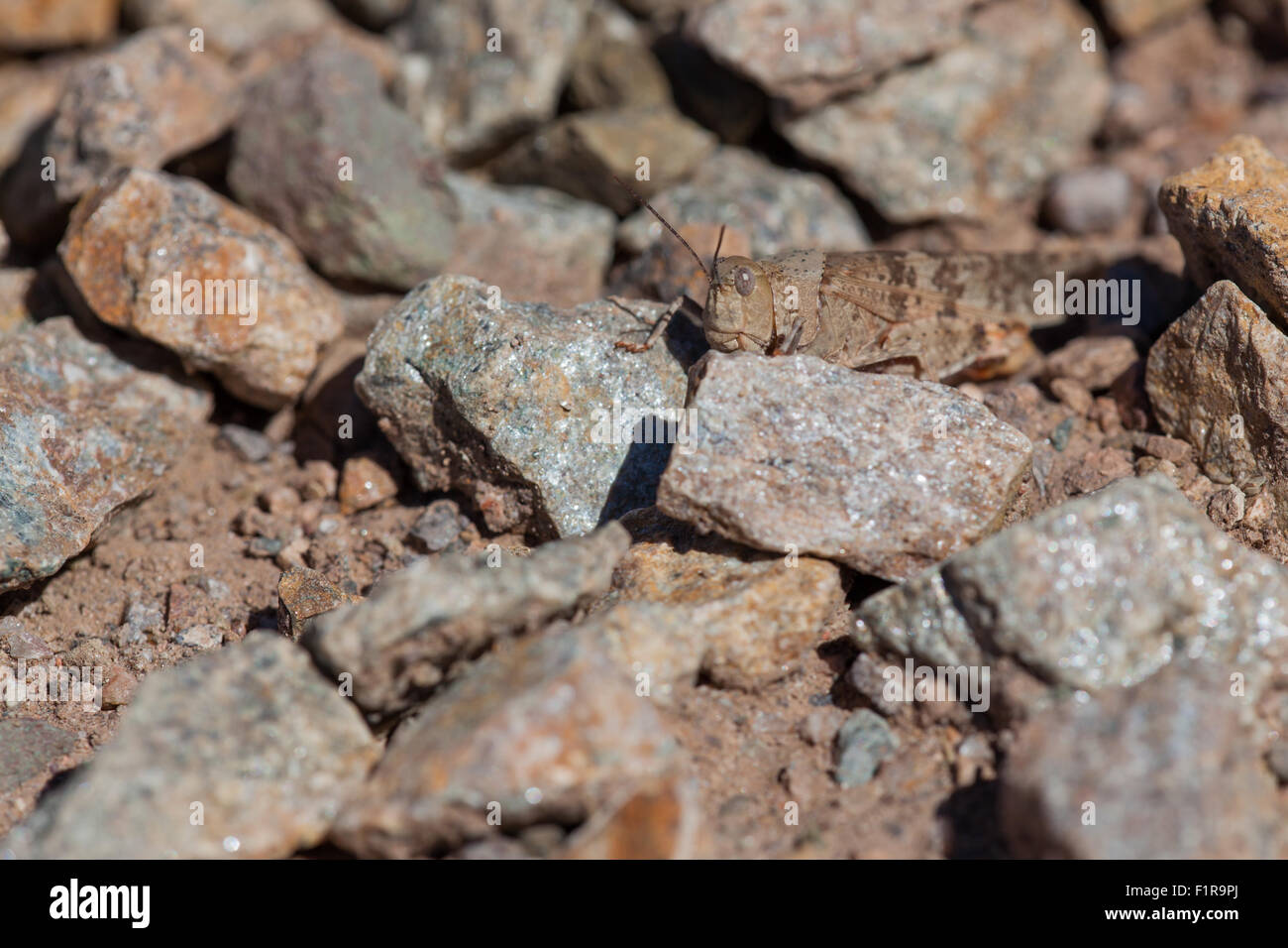 Hiding among rocks hi-res stock photography and images - Alamy