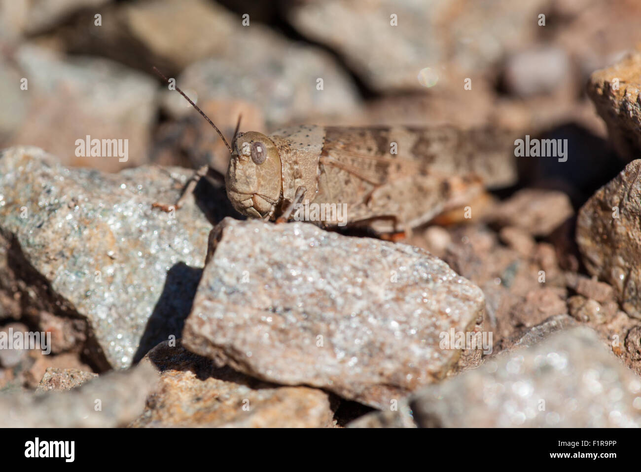 Hidden grasshopper hi-res stock photography and images - Alamy