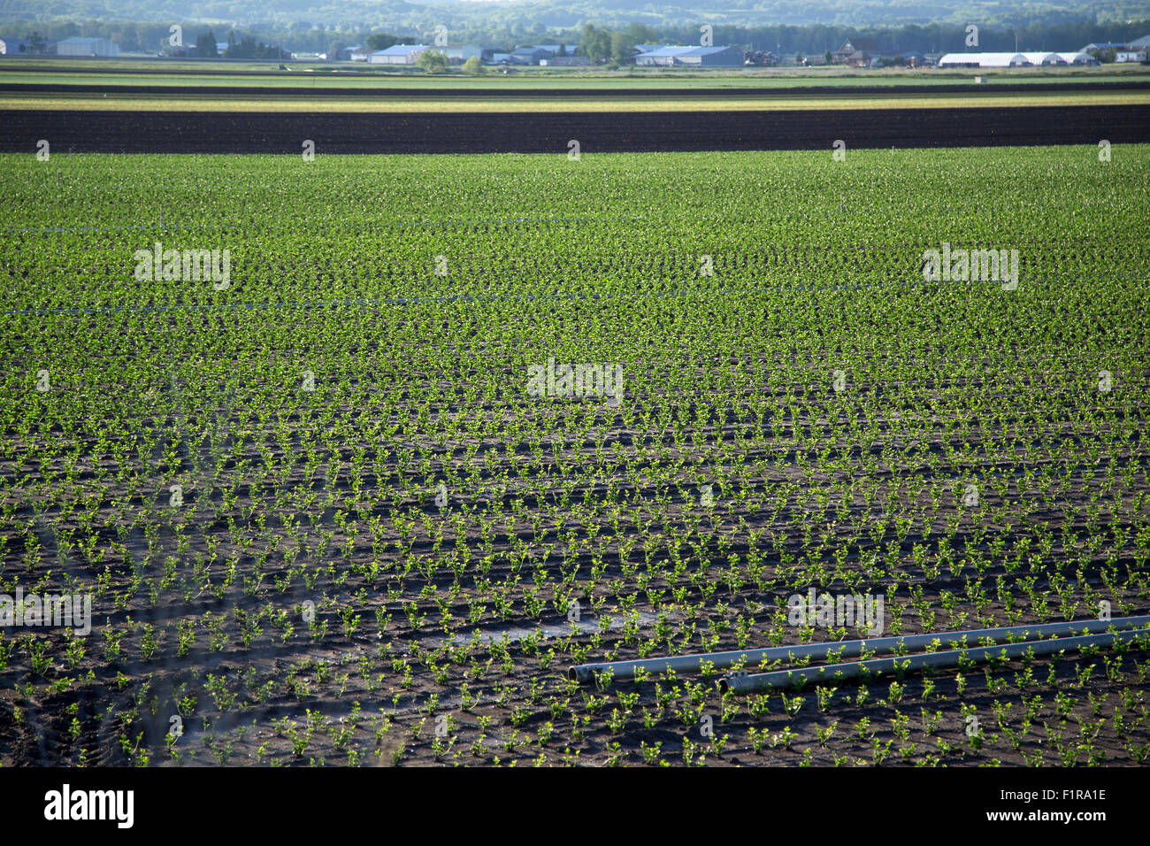 Tilled farm field with first sign of crops growing Stock Photo - Alamy