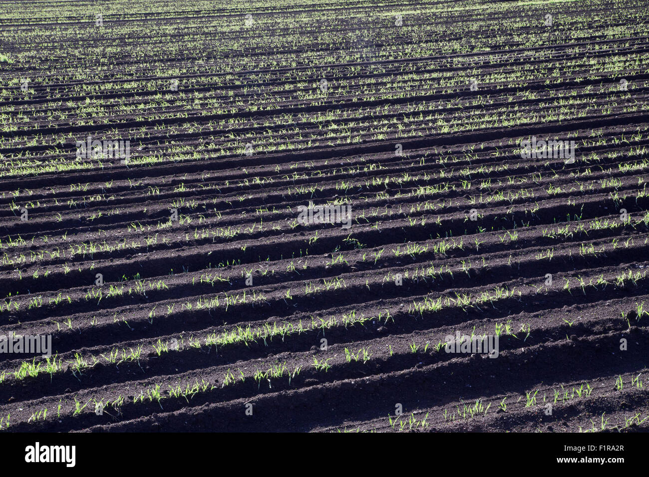 Soil for farming hi-res stock photography and images - Alamy