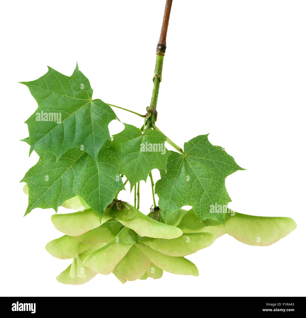 Maple branch isolated on white background Stock Photo - Alamy