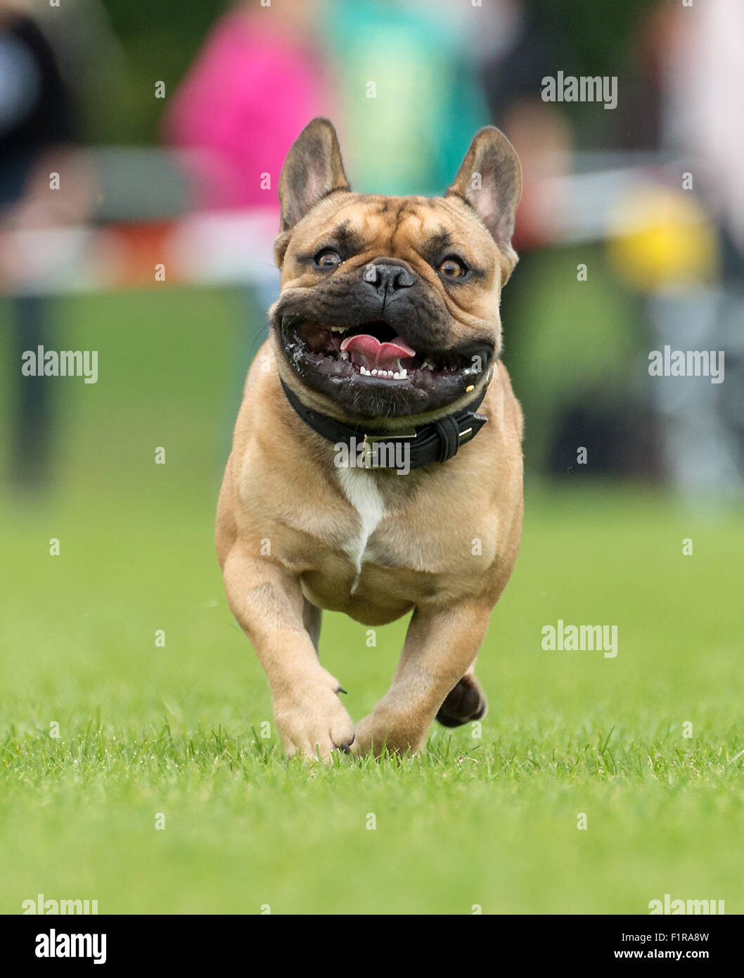 Wernau, Germany. 06th Sep, 2015. A bulldog runs on the 50 meter track ...