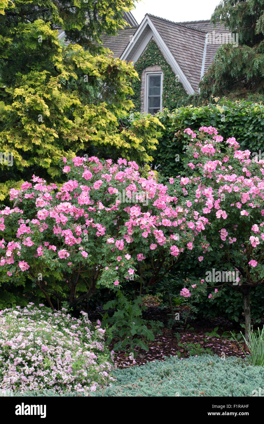 Rose tree garden hi-res stock photography and images - Alamy