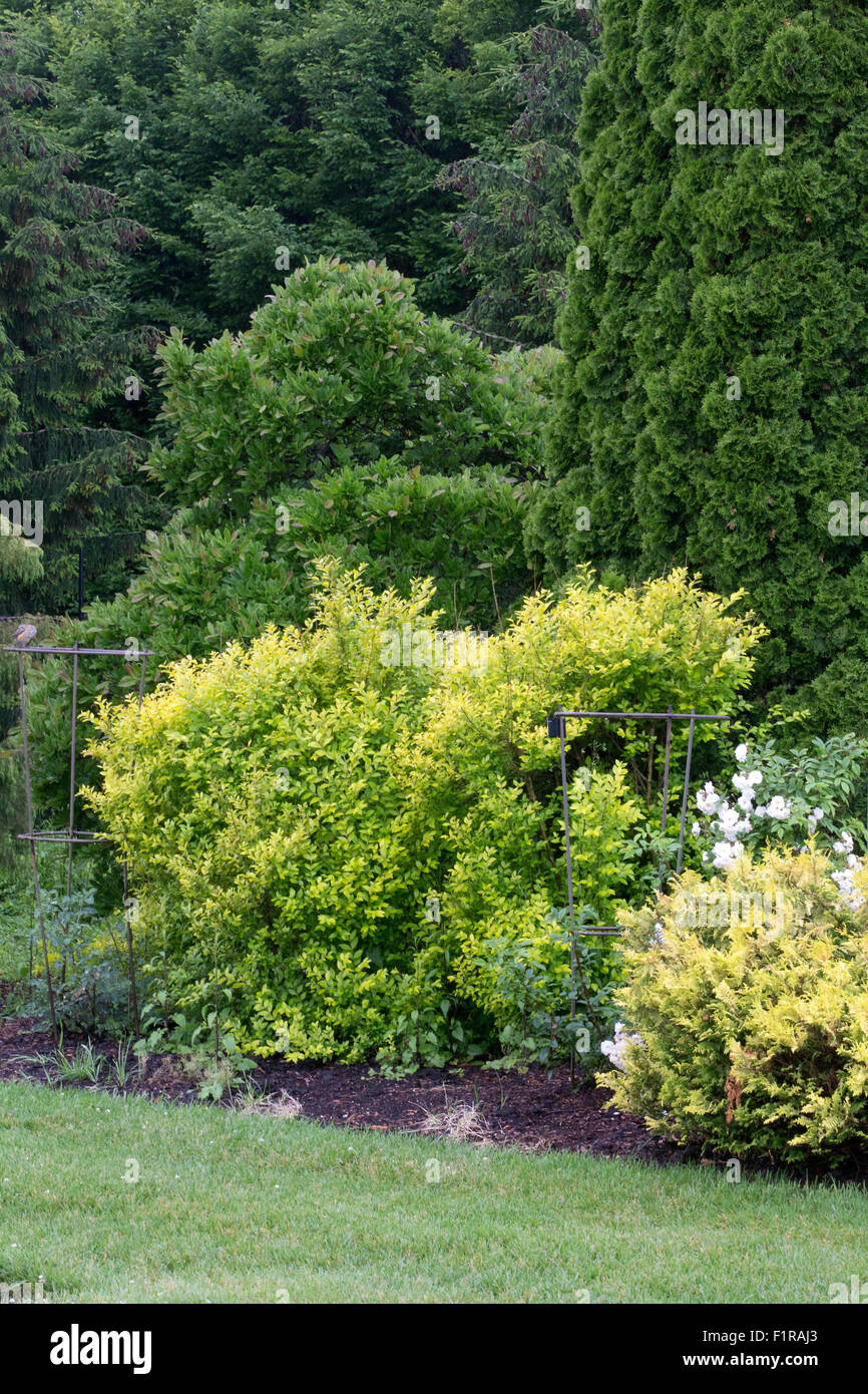Lush garden scene with bushes and grass Stock Photo - Alamy