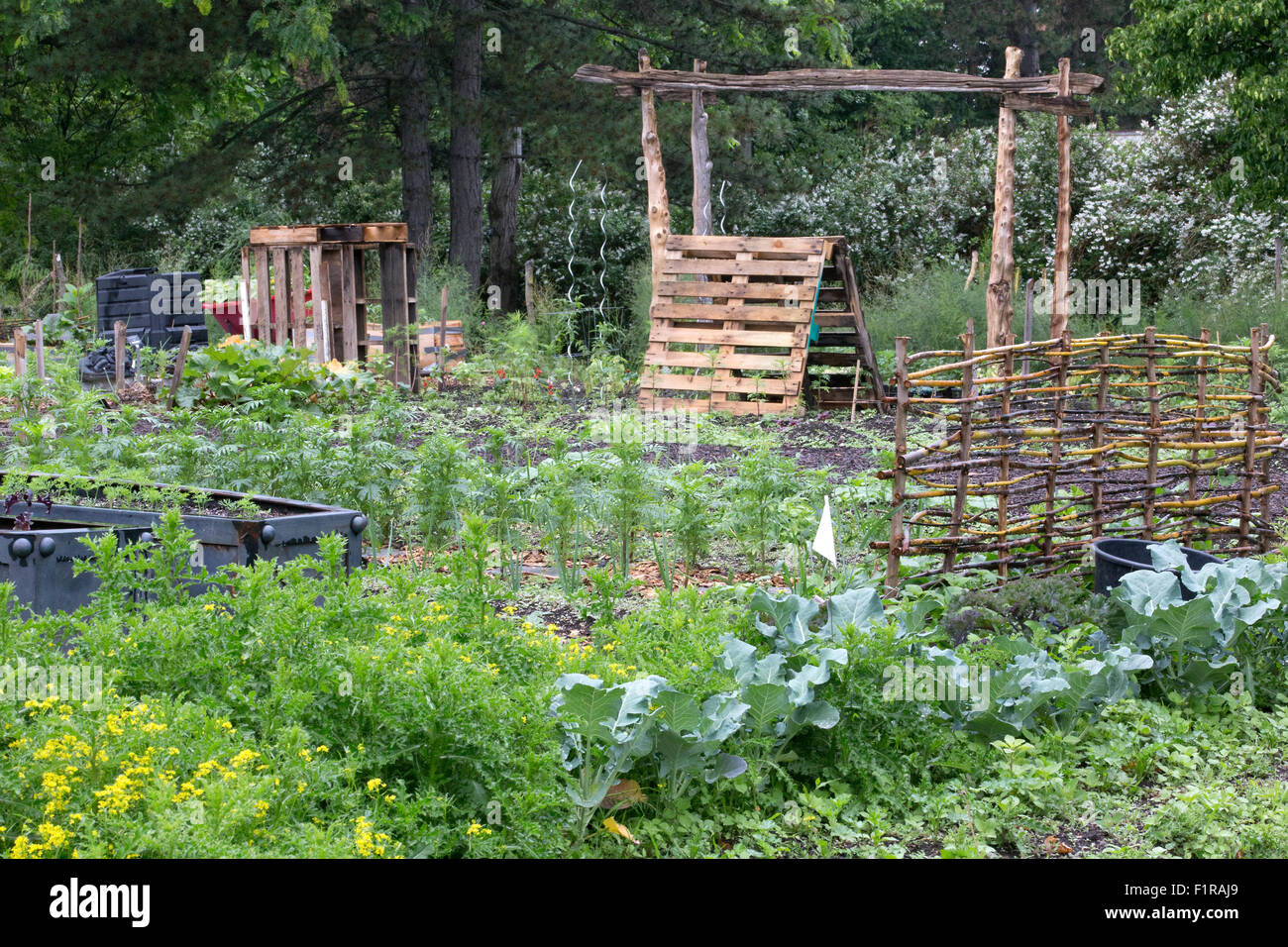Overgrown vegetable garden showing vegetable growing techniques Stock ...