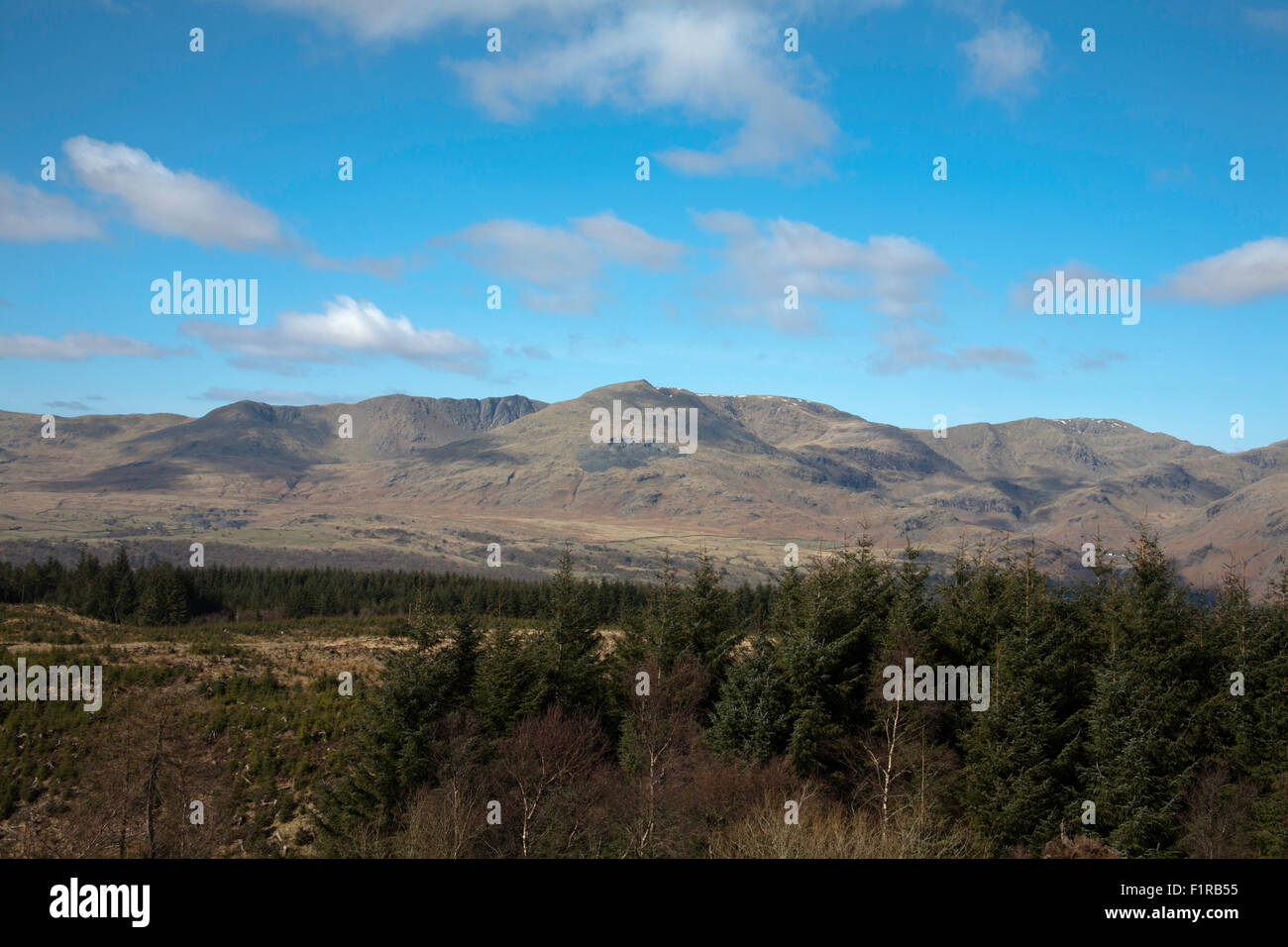 The Old Man of Coniston and Wetherlam from Carron Crag Grizedale Forest ...