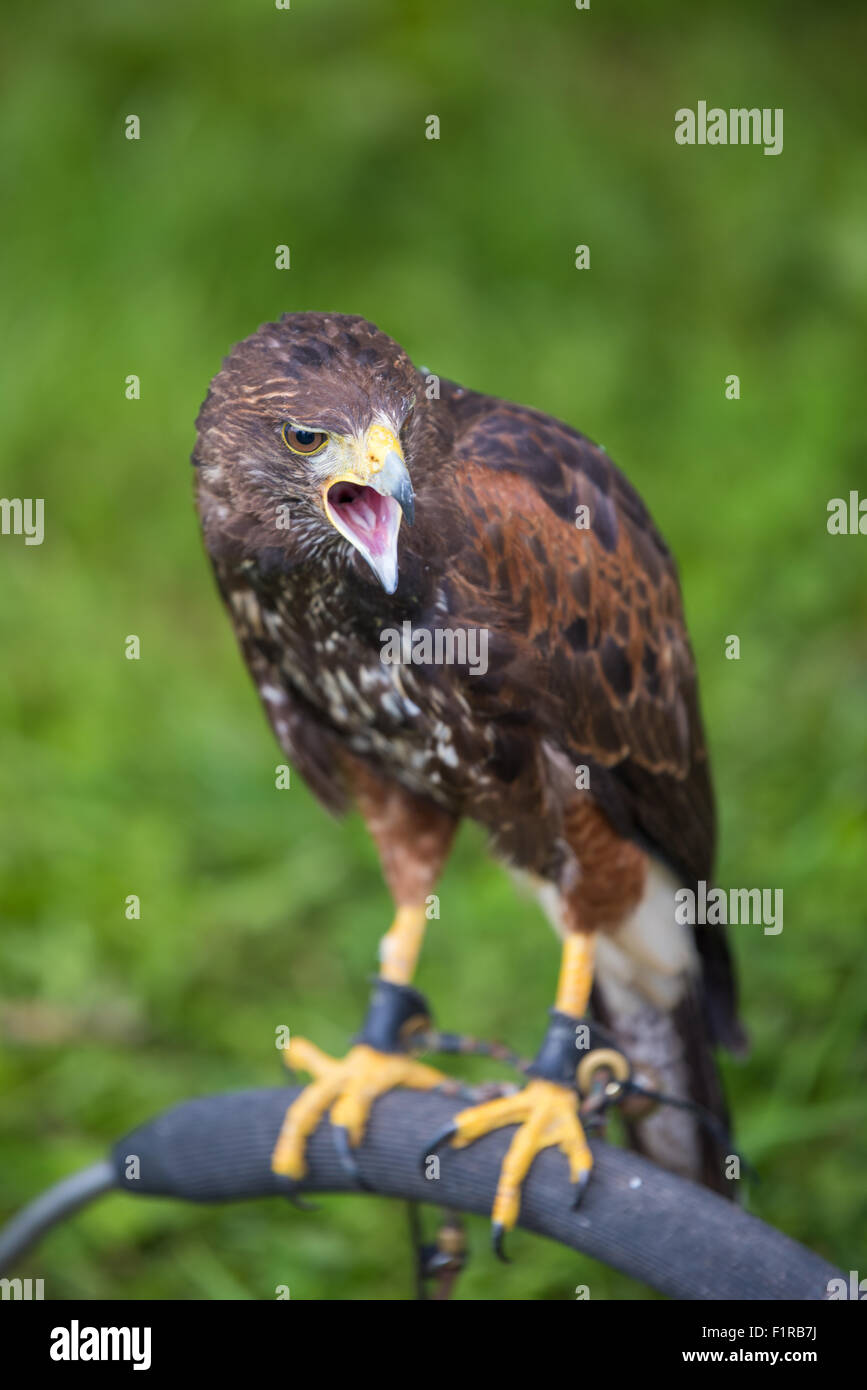 A male Harris Hawk at The Beckbury Show Shropshire UK Stock Photo - Alamy