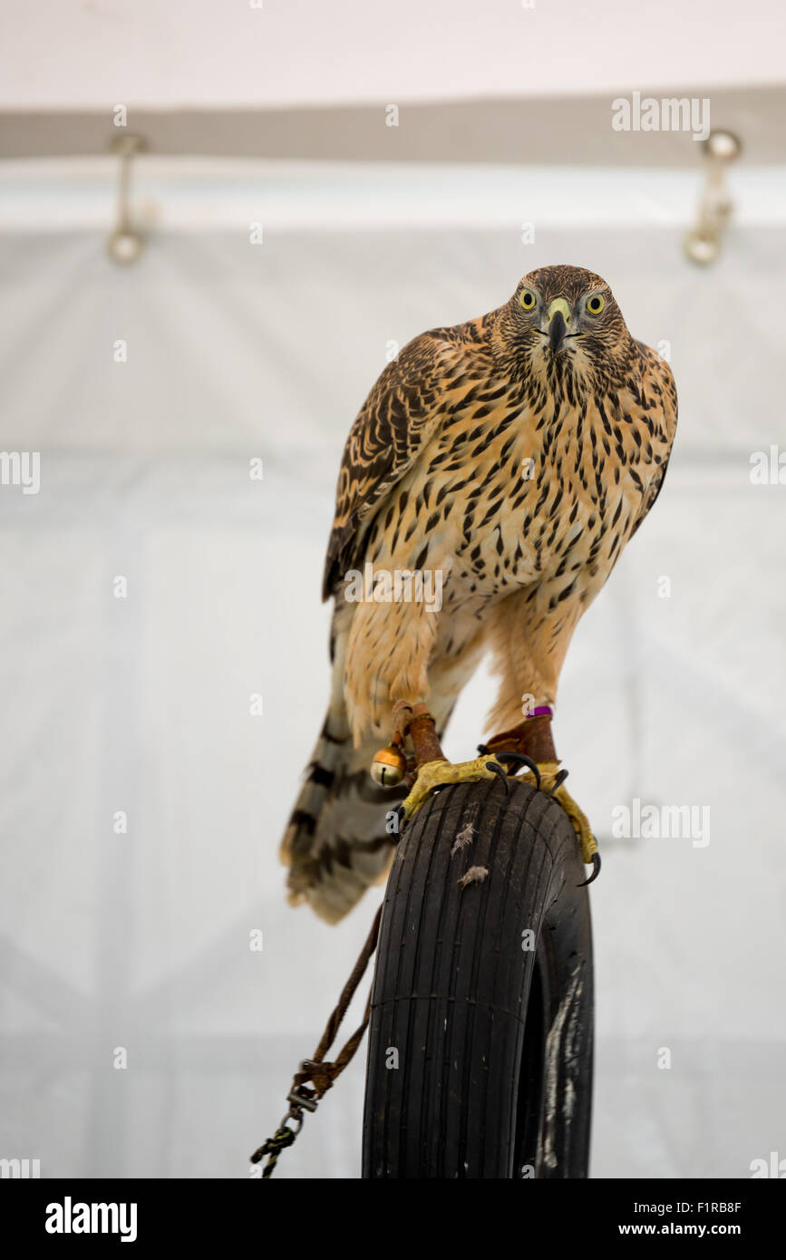 A young Male Northern Goshawk at The Beckbury Show Shropshire UK Stock ...