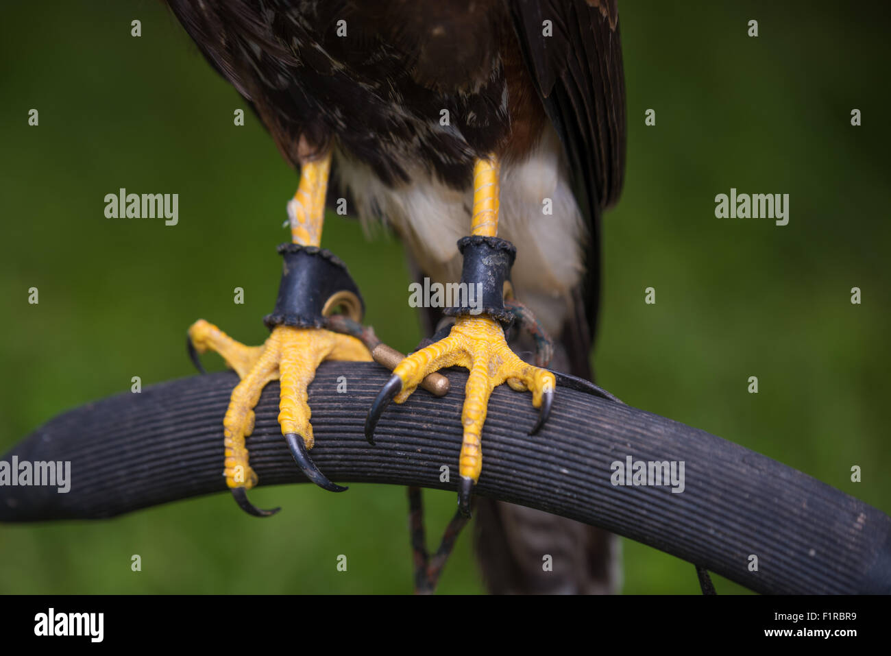 Talons of A Male Harris Hawk at The Beckbury Show Shropshire UK Stock ...