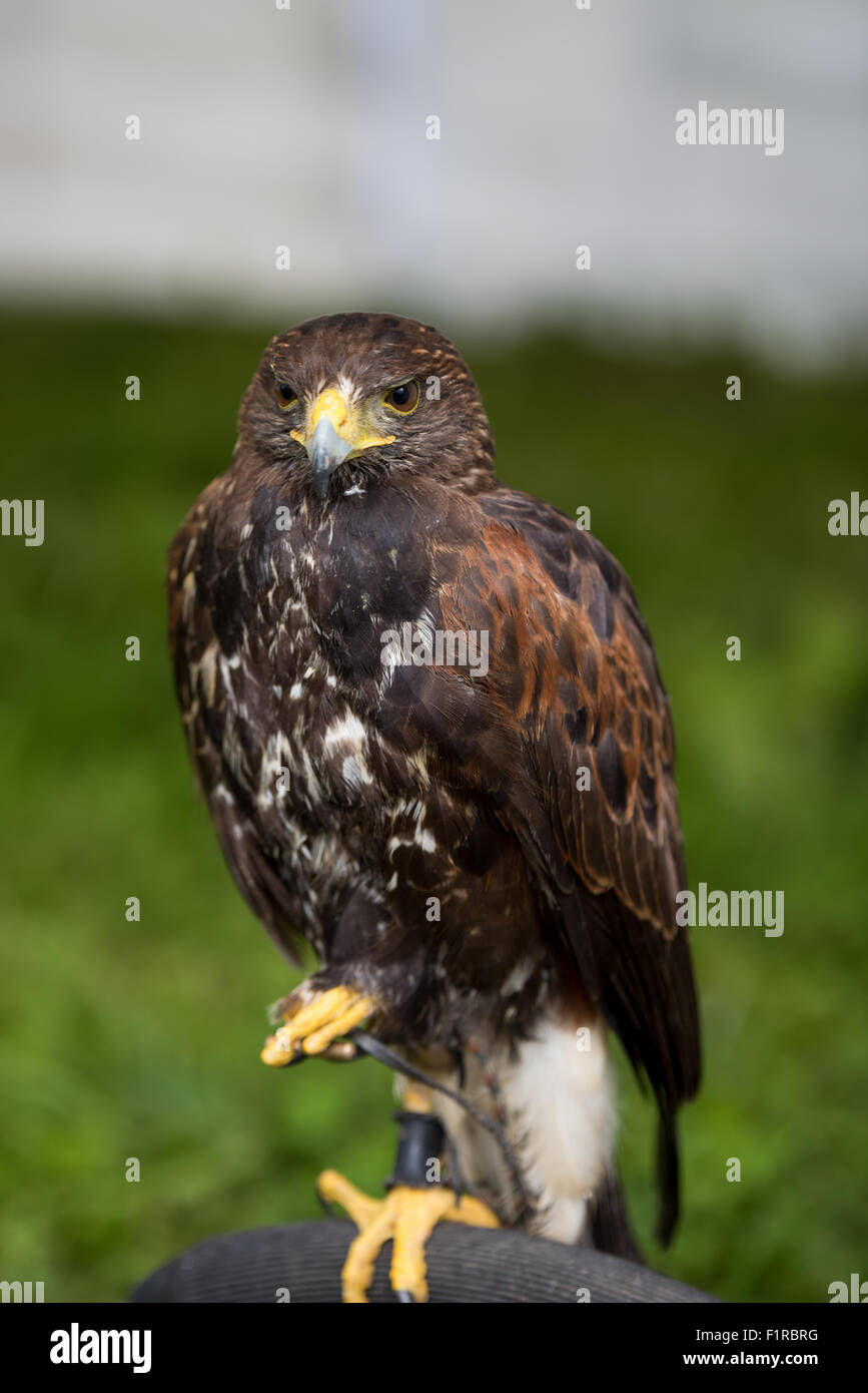A Male Harris Hawk at The Beckbury Show Shropshire UK Stock Photo - Alamy