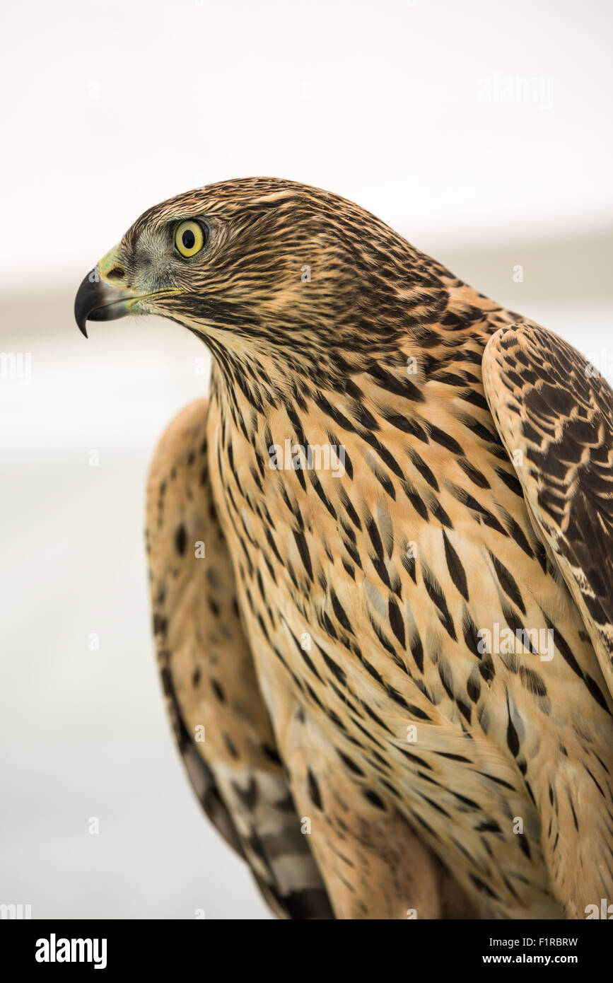 A young Male Northern Goshawk at The Beckbury Show Shropshire UK Stock ...
