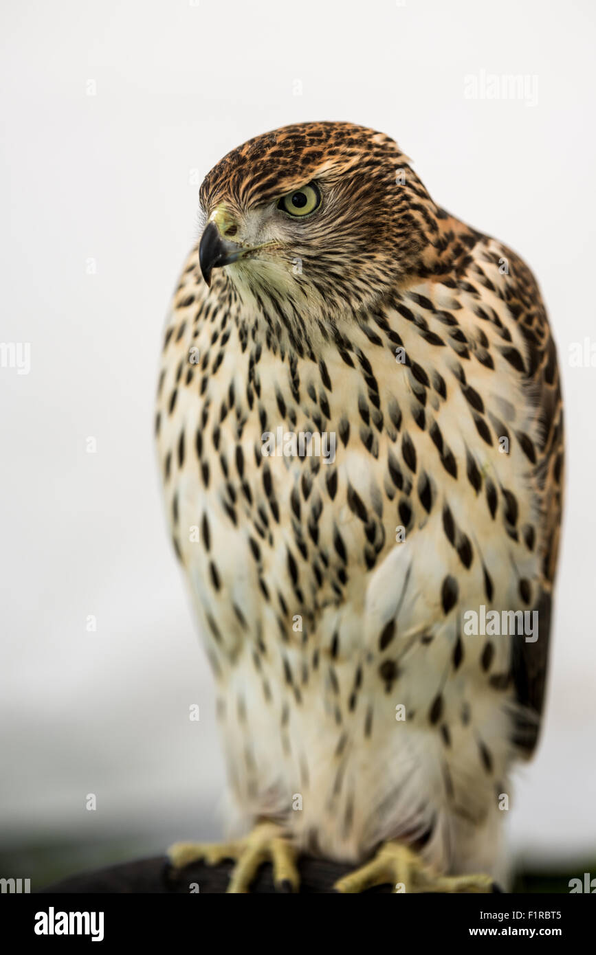 A young Male Northern Goshawk at The Beckbury Show Shropshire UK Stock ...