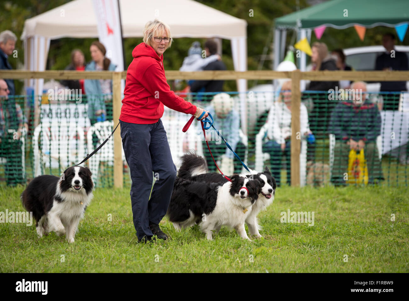 Three collie dogs getting ready for a Dog Agility Competition at The ...
