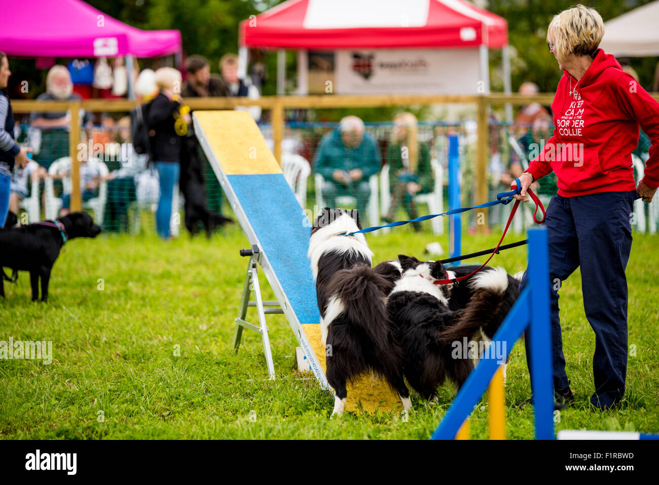 Three collie dogs going up the see saw before the start of A Dog ...