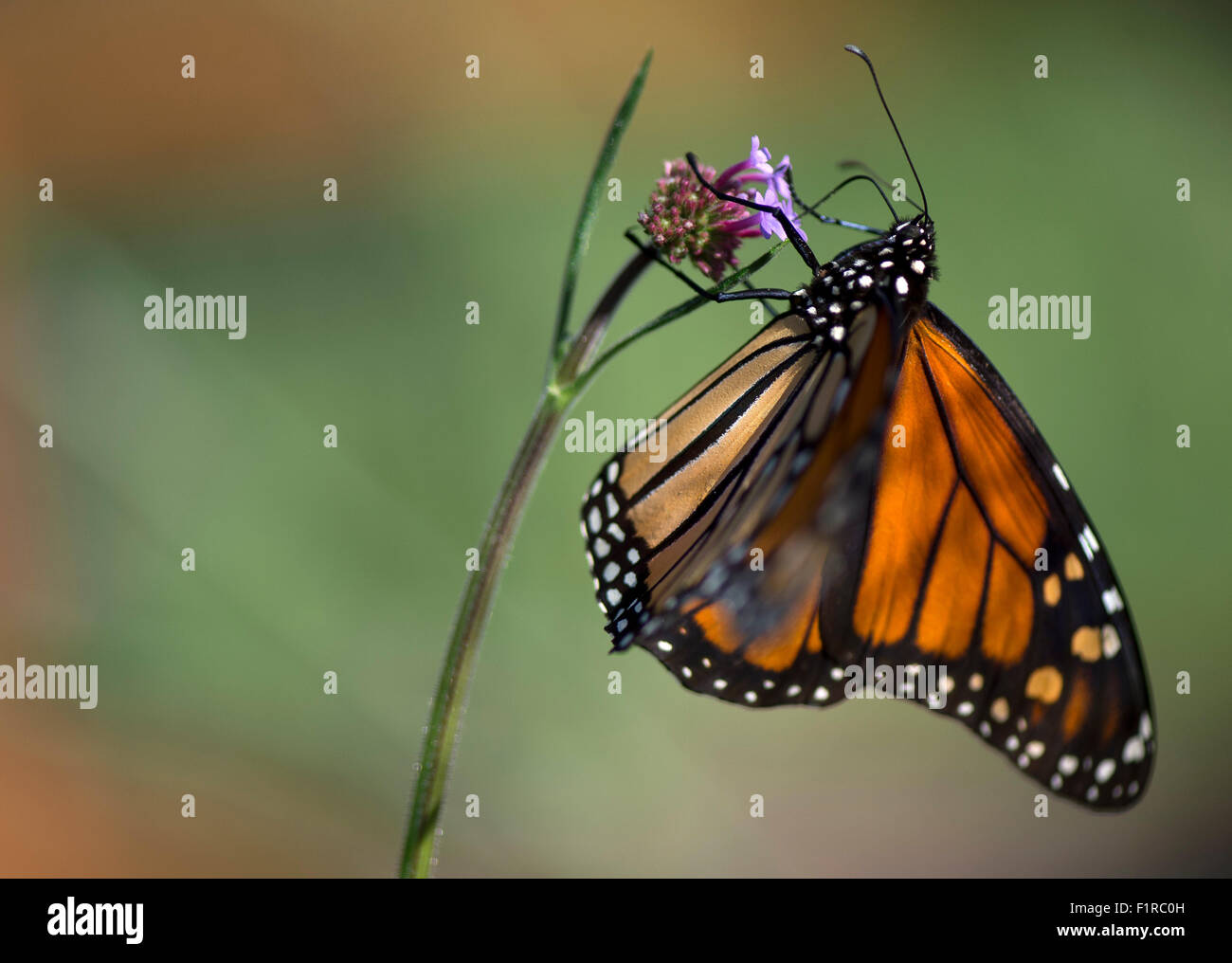 Thousands of butterflies hi-res stock photography and images - Alamy