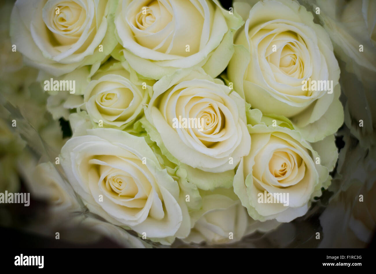 White / Cream roses close up Stock Photo - Alamy