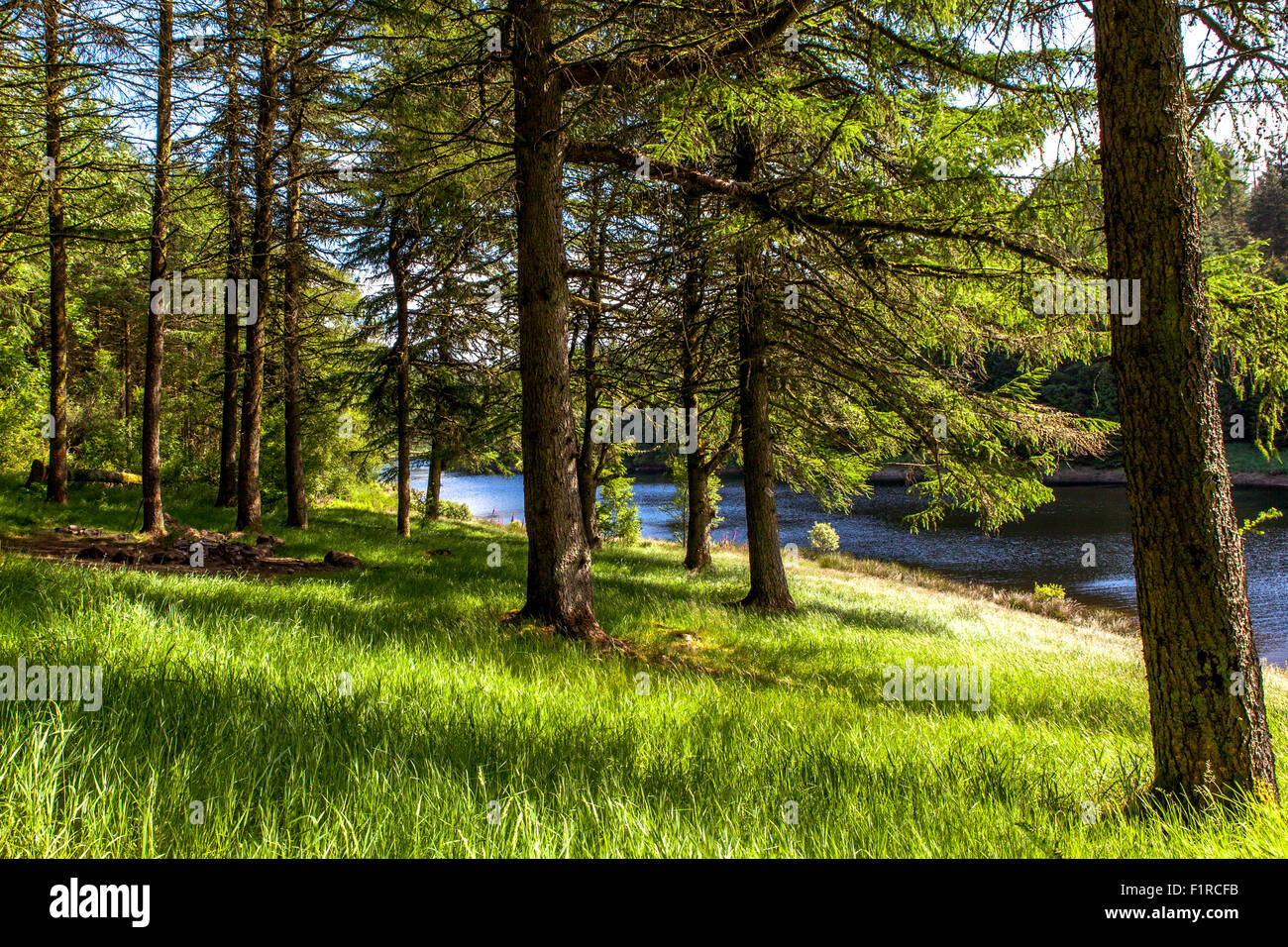 Landscape of trees next to a river with the sun shining through on to ...