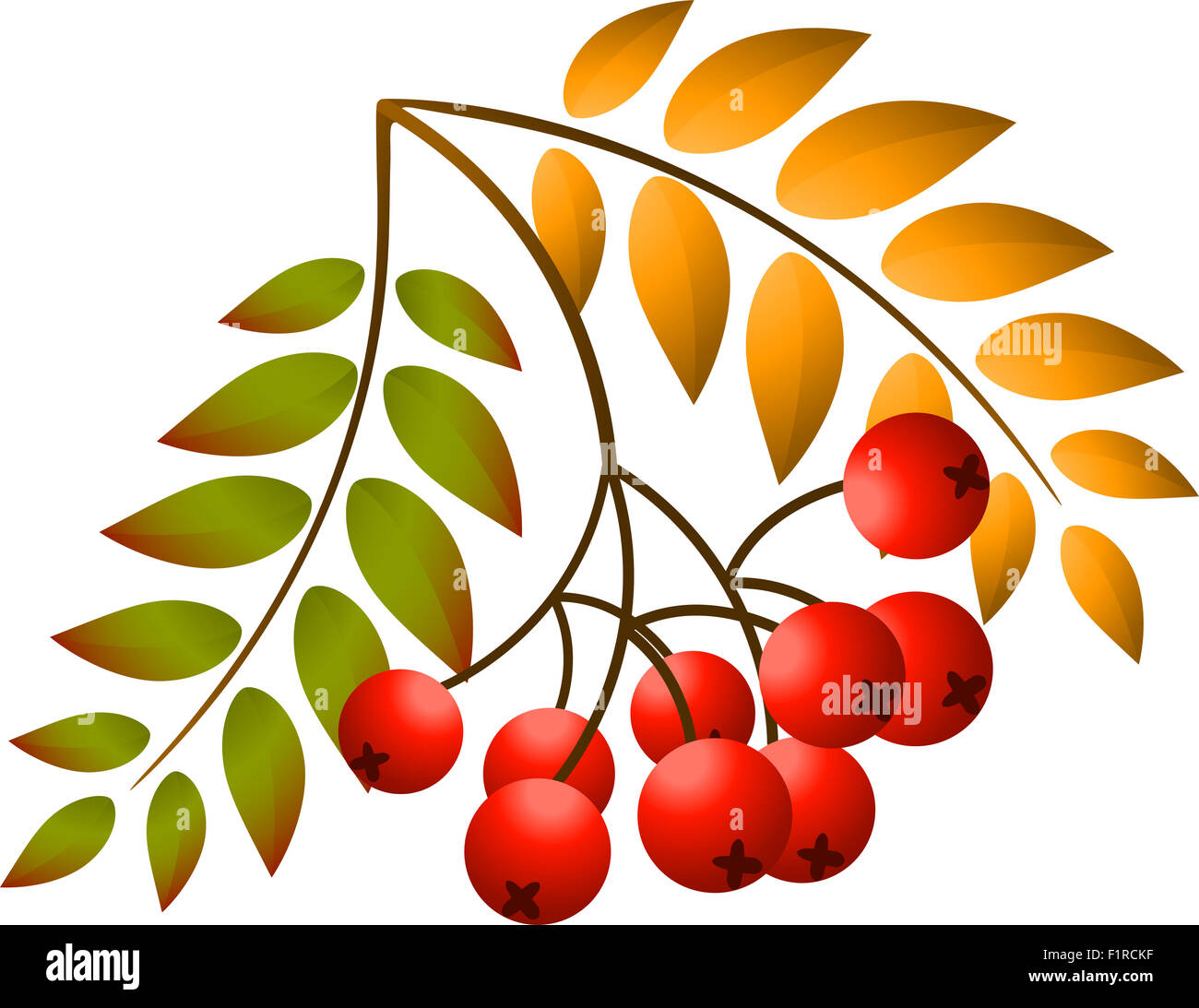 Rowan branch on a white background Stock Photo - Alamy