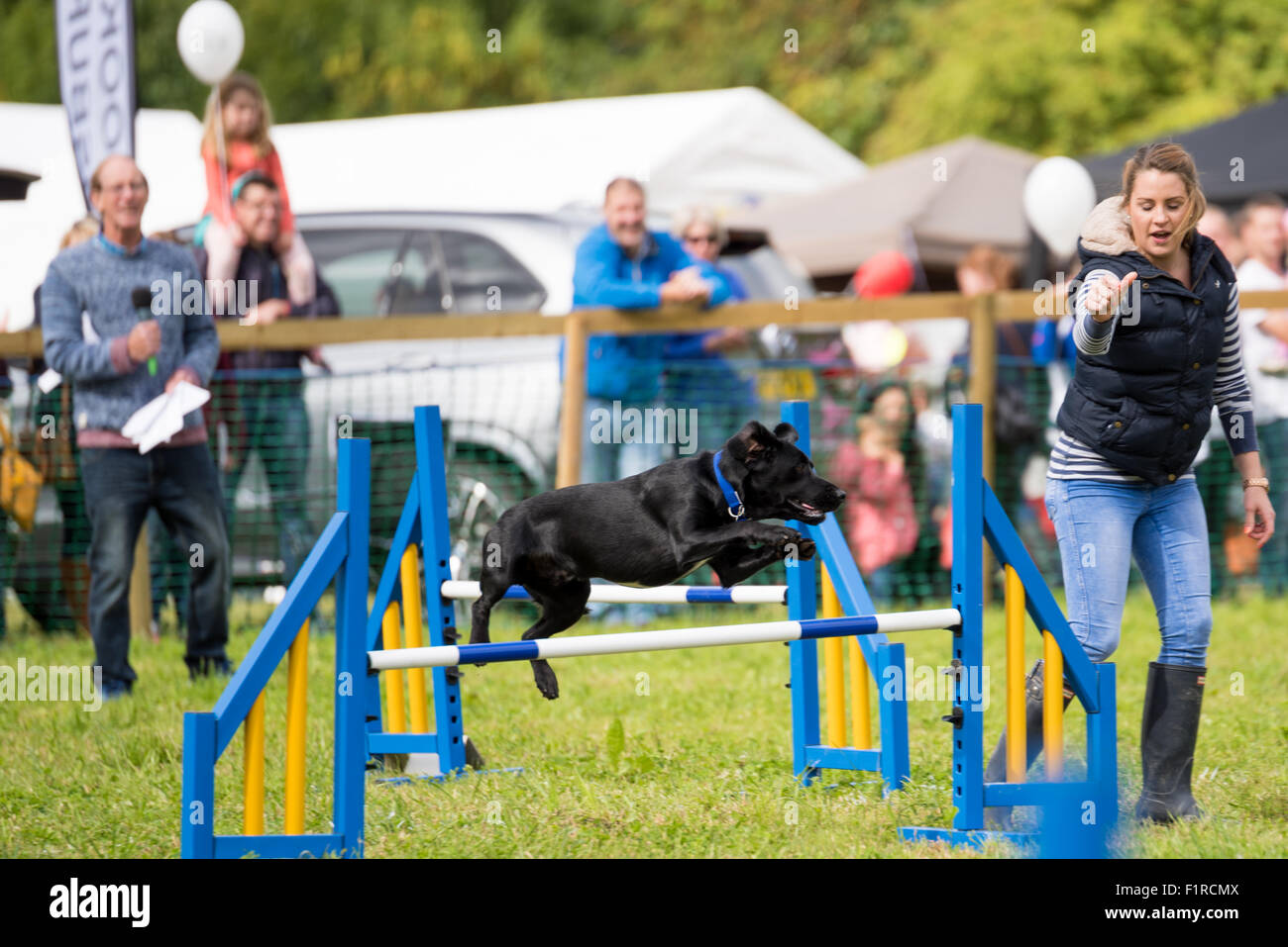 A Black Labrador hurdling during a Dog Agility Competition at The ...