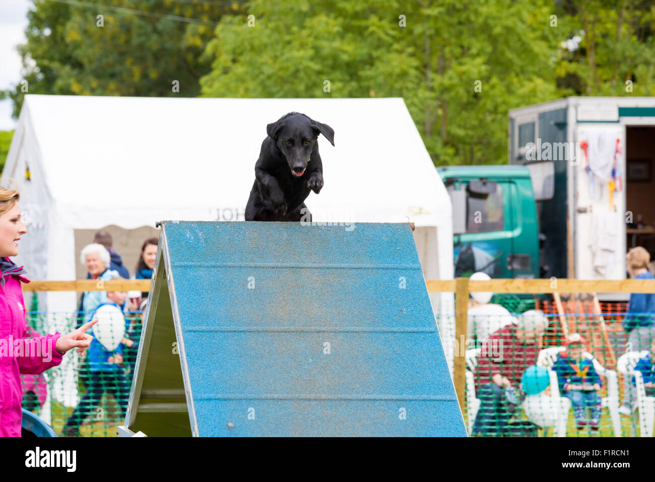 A Black Labrador on top of the high ramp during a Dog Agility ...
