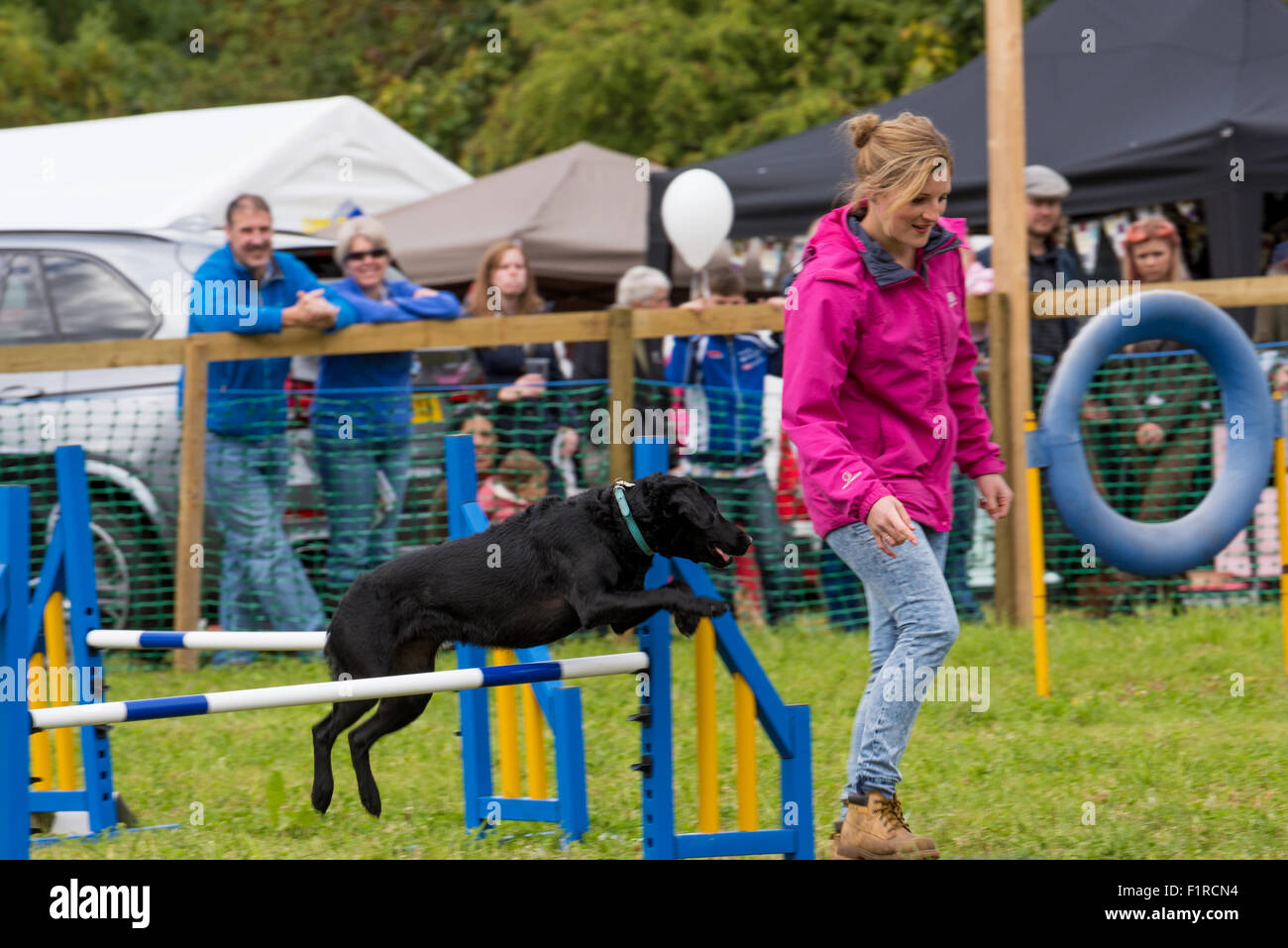 A Black Labrador hurdling during a Dog Agility Competition at The ...