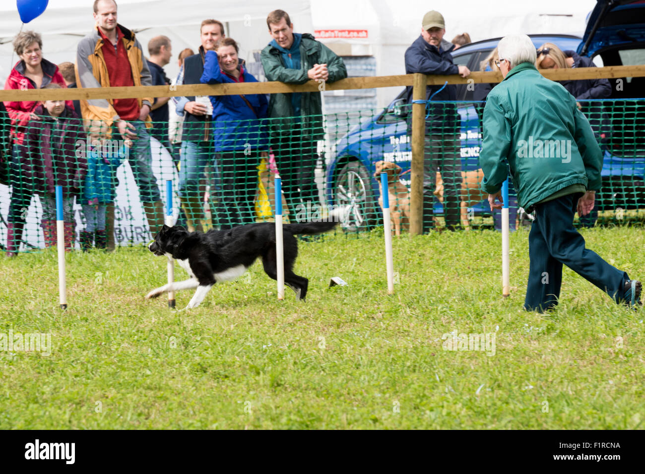 A Dog weaving in and out poles during an Agility Competition at The ...