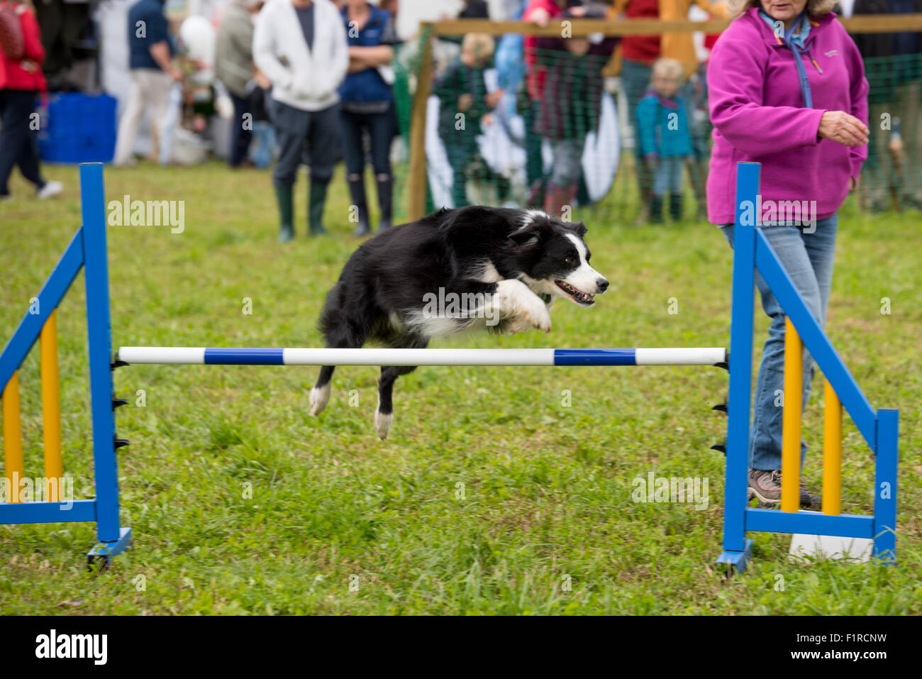 Border collie jumping poles at agility show hi-res stock photography ...