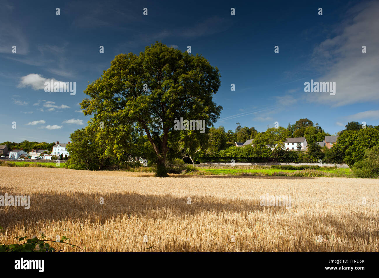 Of llechryd hi-res stock photography and images - Alamy
