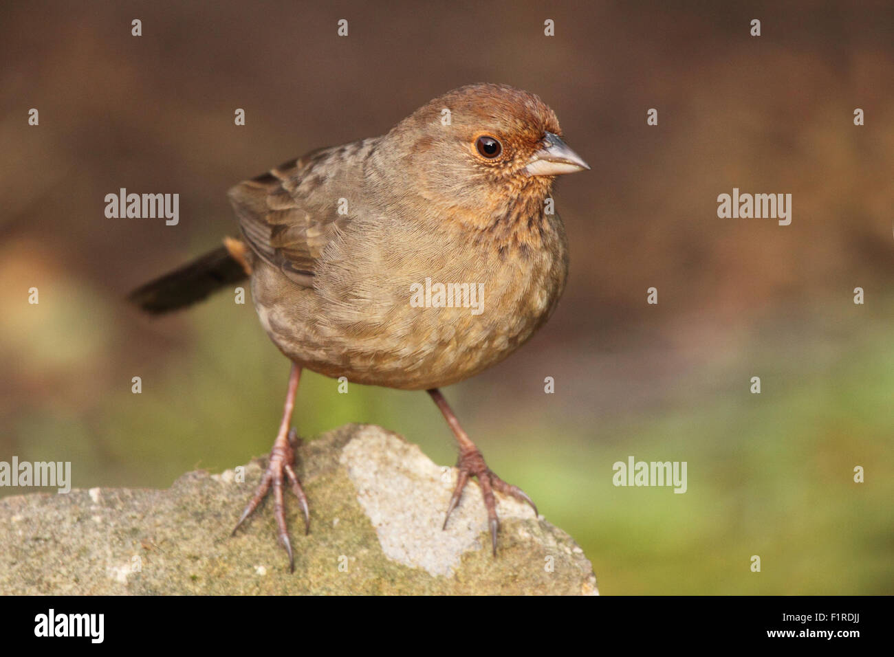 Bird leaning forward hi-res stock photography and images - Alamy