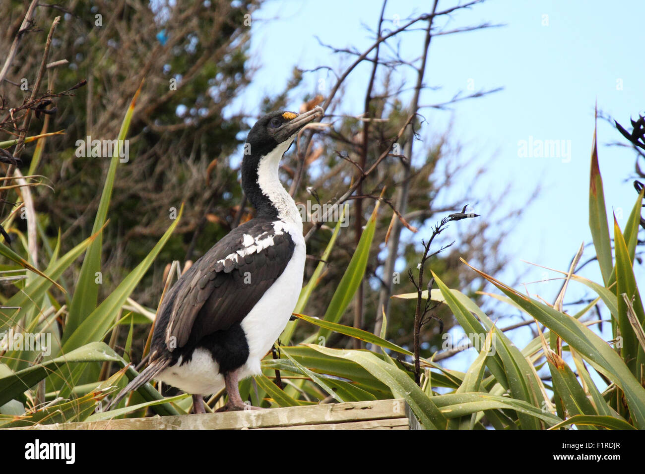 A King Shag in a regal pose Stock Photo - Alamy