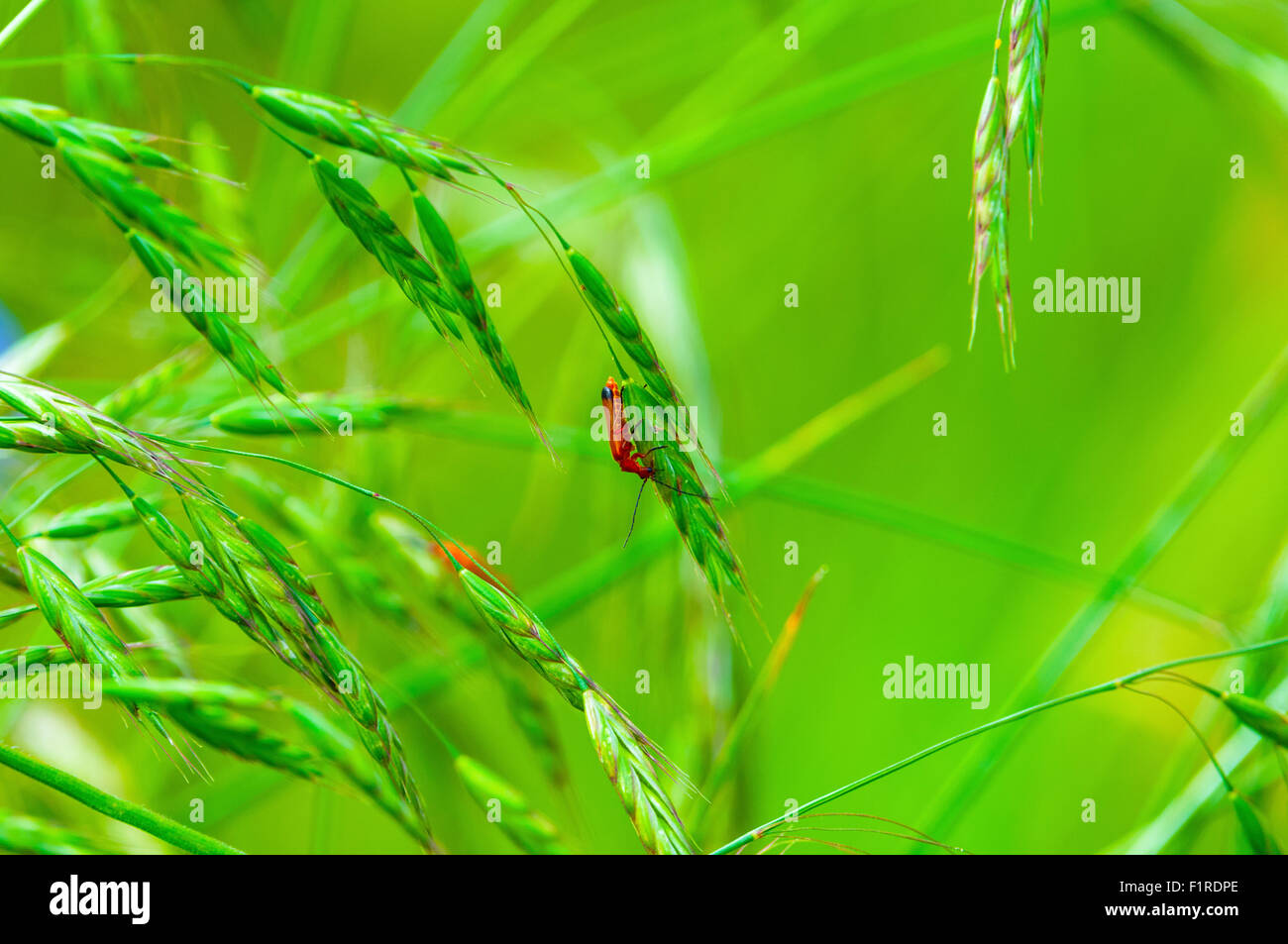 Summer insects hi-res stock photography and images - Alamy