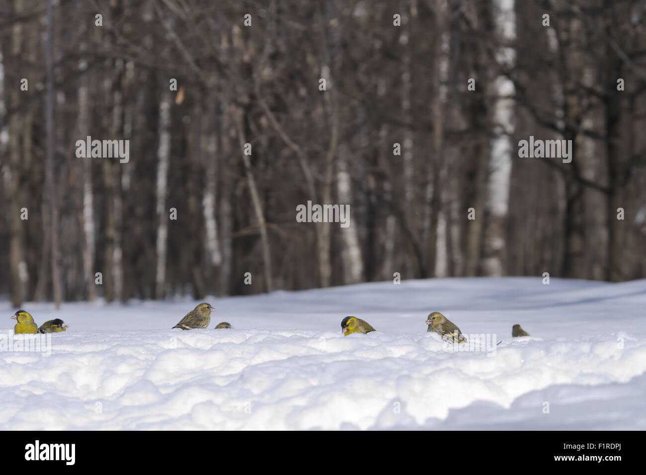 Forest edge bird view hi-res stock photography and images - Alamy