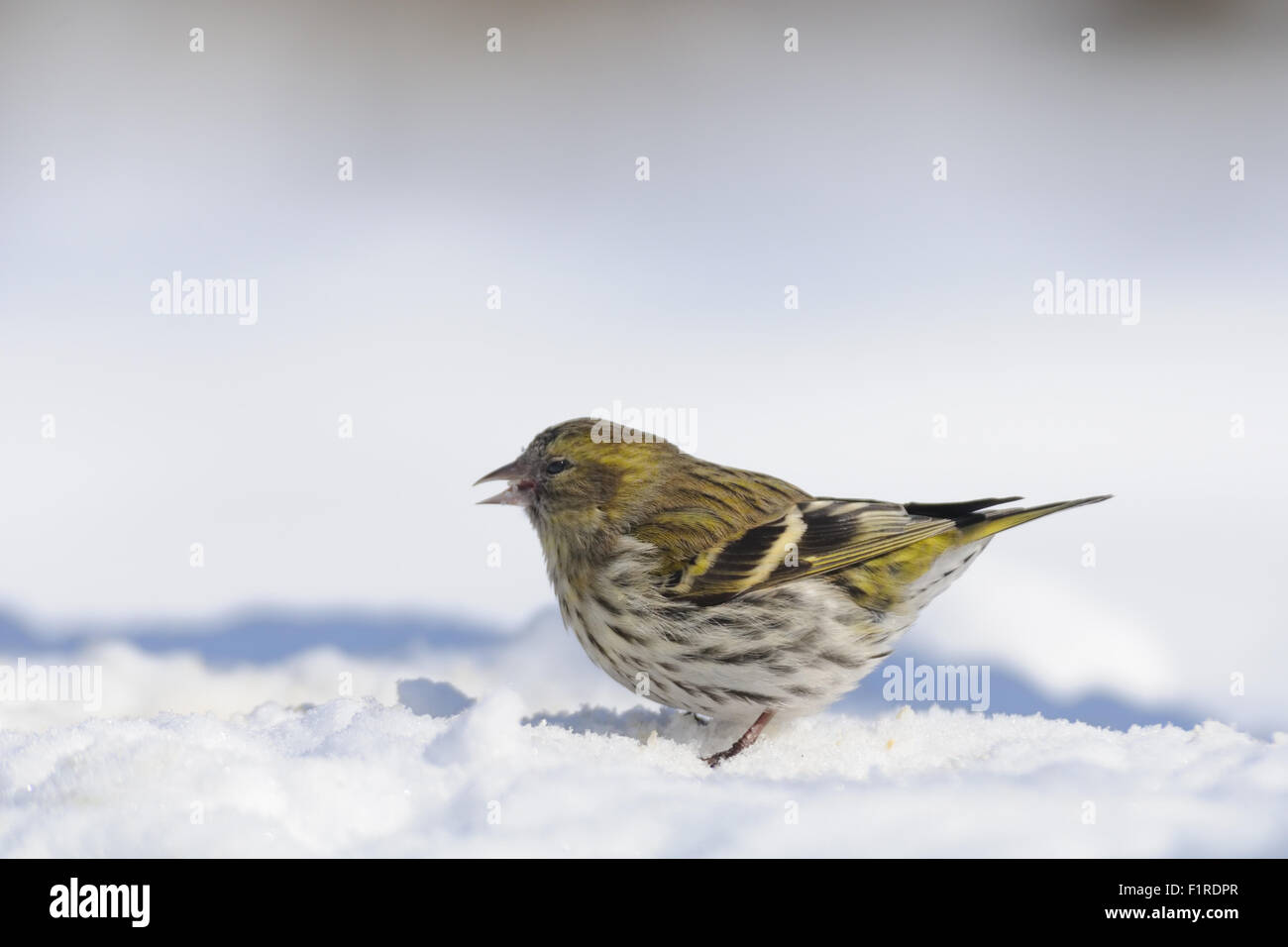 Yellow finch in snow hi-res stock photography and images - Alamy