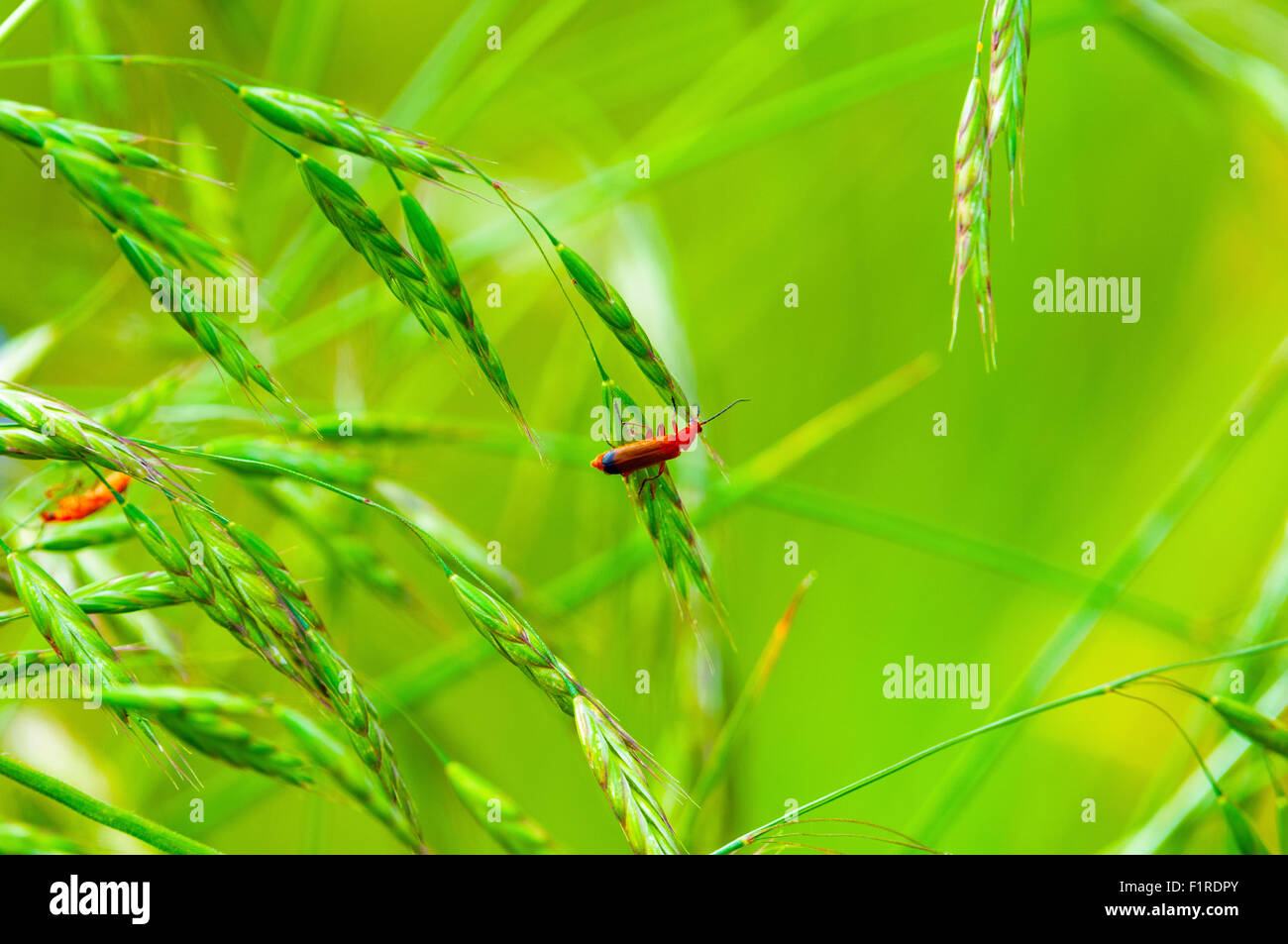 Insects in grass hi-res stock photography and images - Alamy