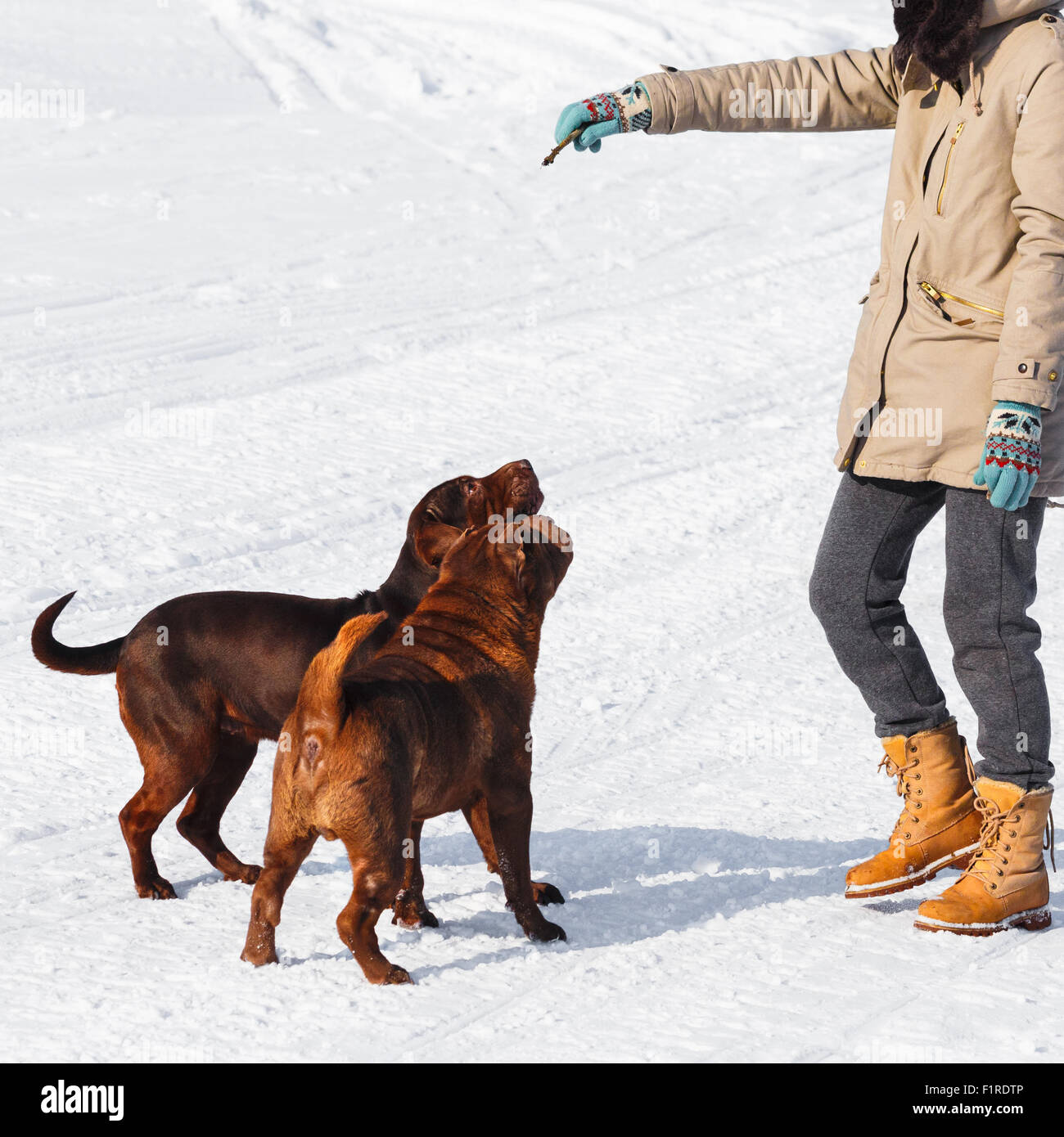 Woman and spaniel hi-res stock photography and images - Alamy