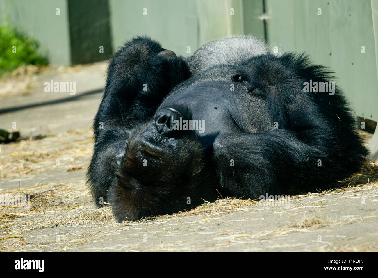 Jersey uk durrell zoo hi-res stock photography and images - Alamy