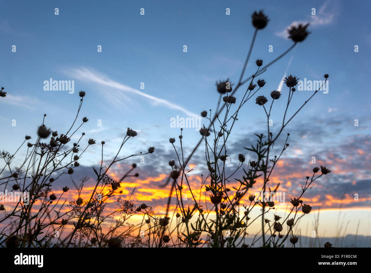 Meadow at sunset, Czech Republic Stock Photo - Alamy