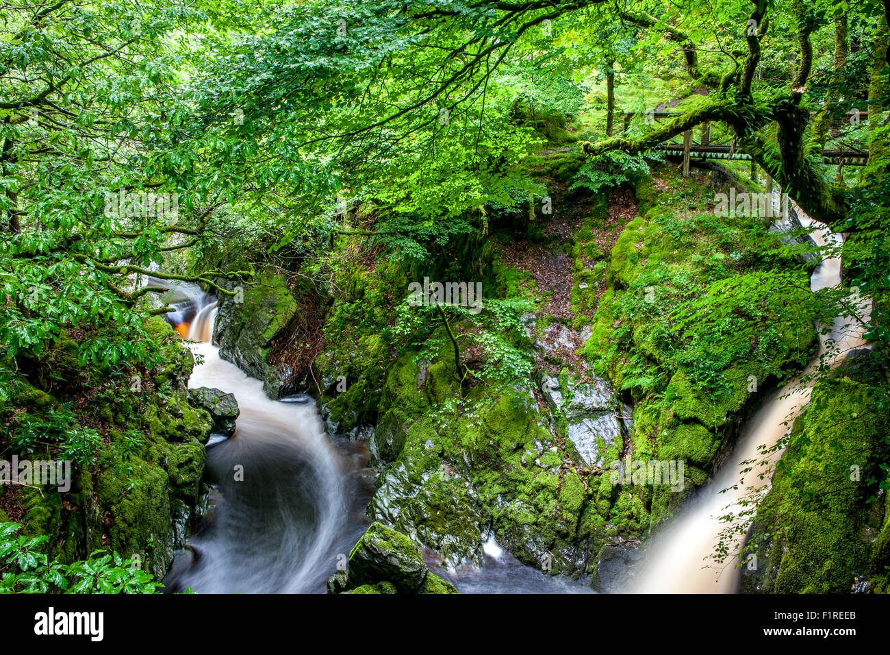 Hafod forest wales hi-res stock photography and images - Alamy